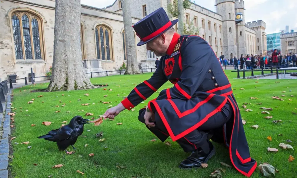 Tower of London Ravens Rebranded as “Security Nodes” - London News